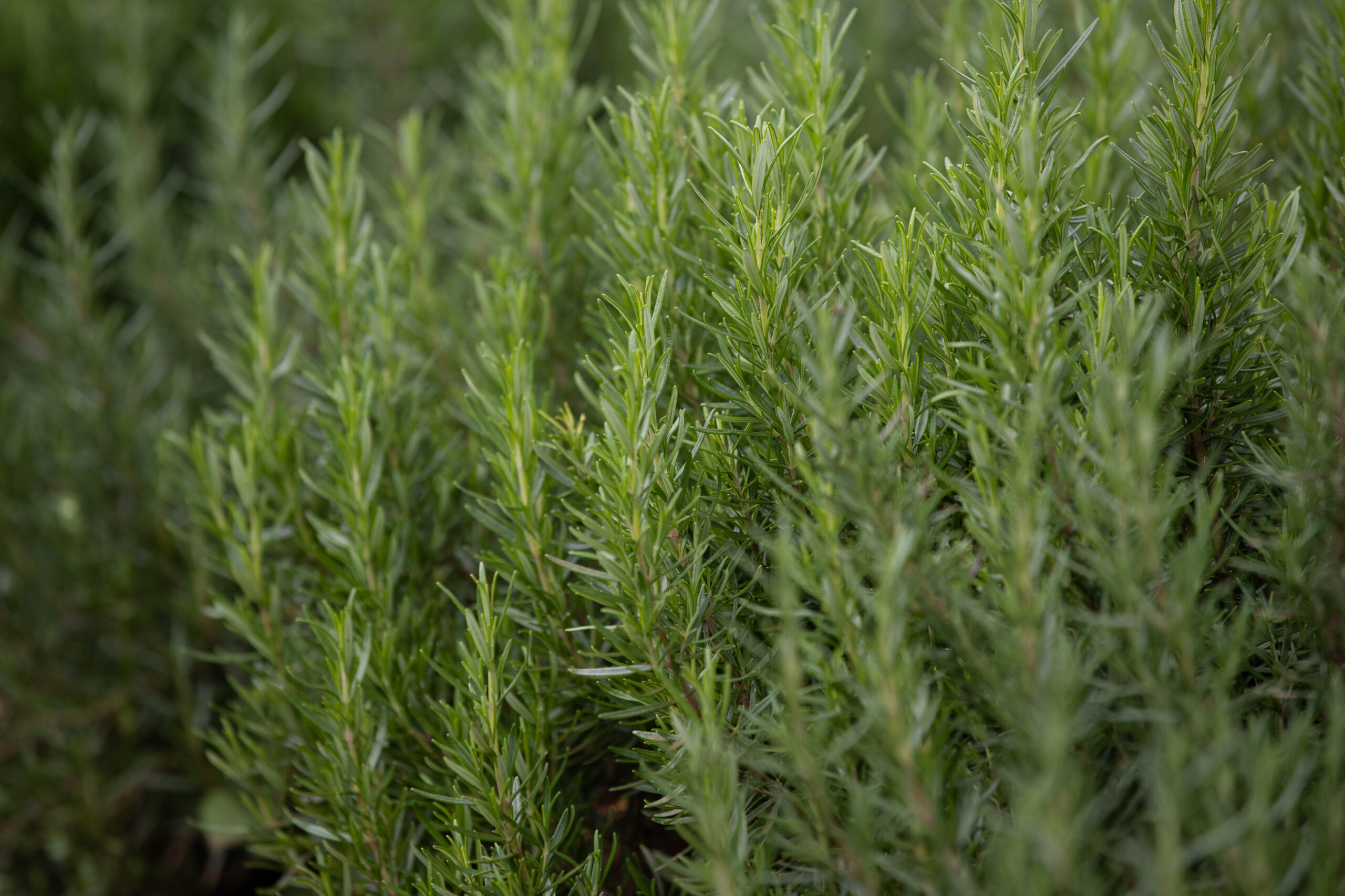 Rosemary - Wilfay Farm
