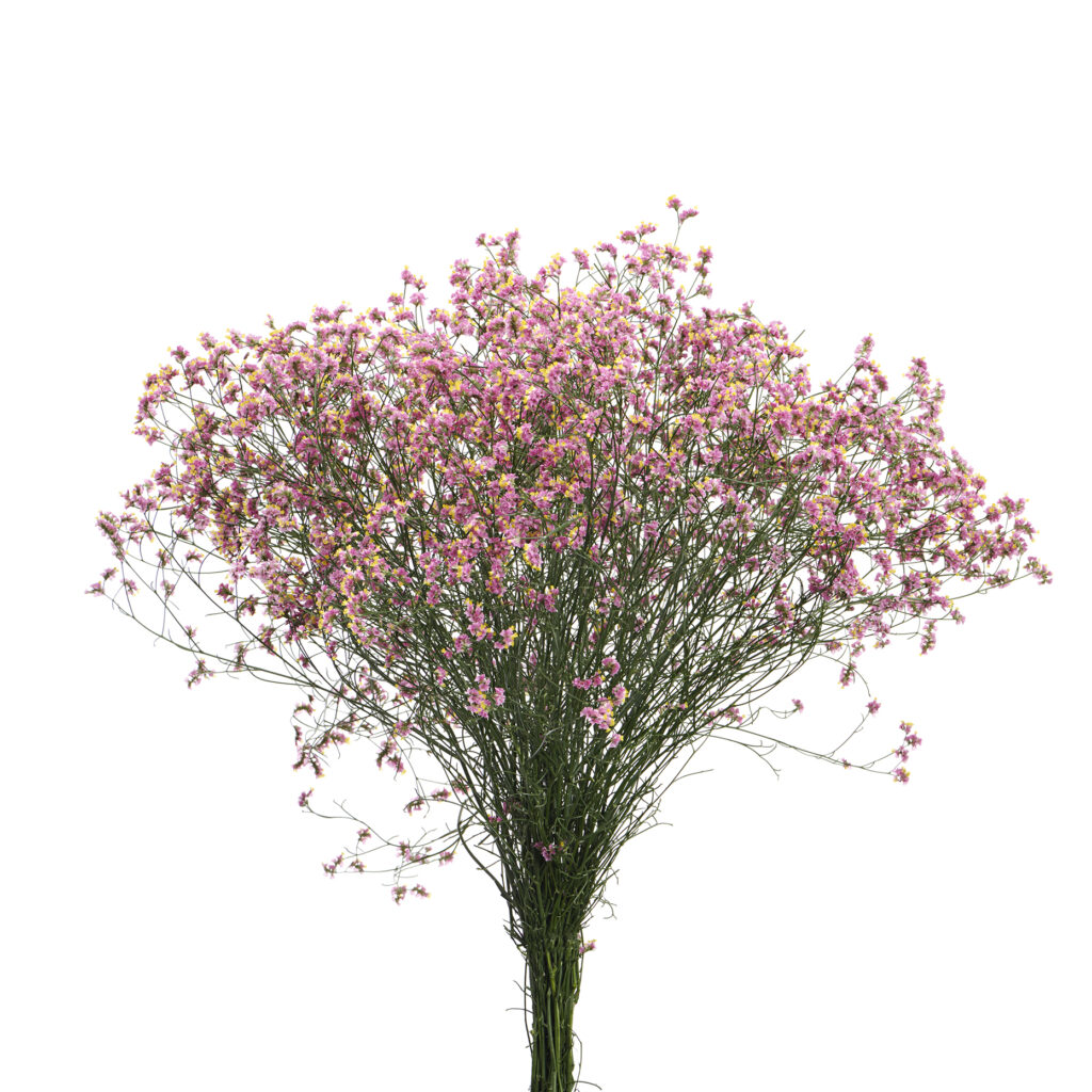 China Red - Wilfay Farm
